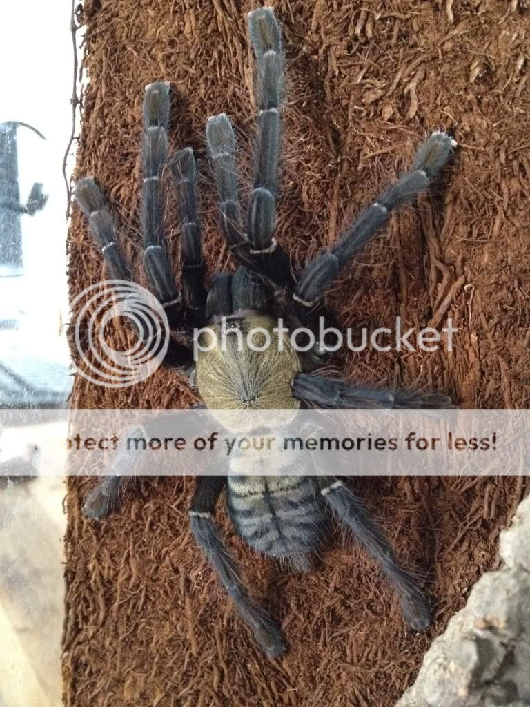 Malaysian earthtiger tarantula - Alchetron, the free social encyclopedia