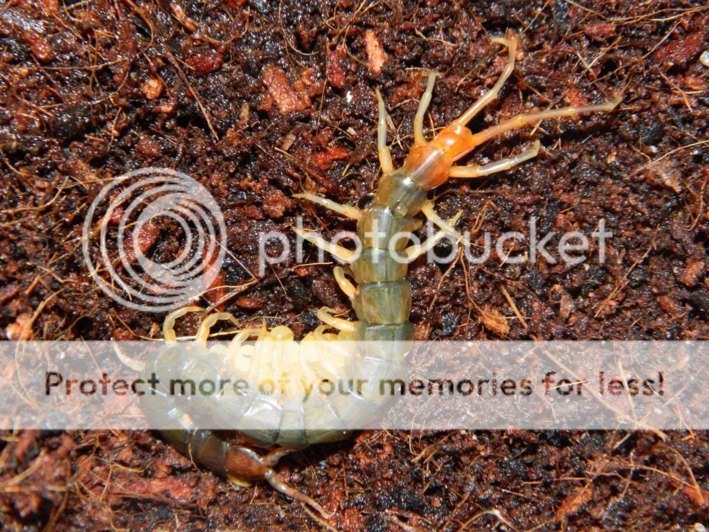 Rhysida longipes breeding & egg care, advice please | Arachnoboards